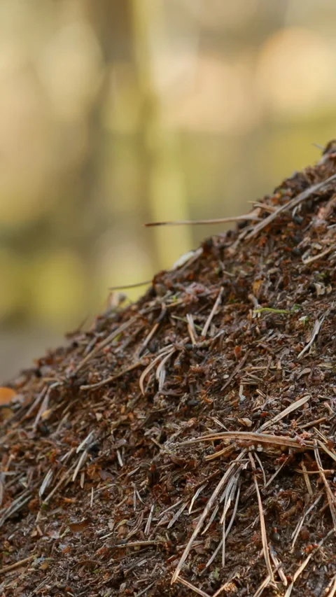 Photo Of Ant Stock Videos – Royalty-Free HD & 4K Videos