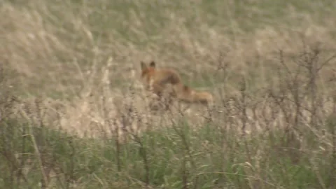 Red Fox Running Stock Video Footage | Royalty Free Red Fox Running ...
