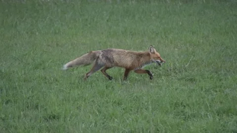 Running Scared Stock Video Footage | Royalty Free Running Scared Videos ...