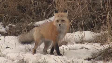 Red Fox Alarmed Yellowstone National Par... | Stock Video | Pond5