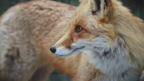 Fox Programs Stock Videos – Royalty-Free HD & 4K Videos