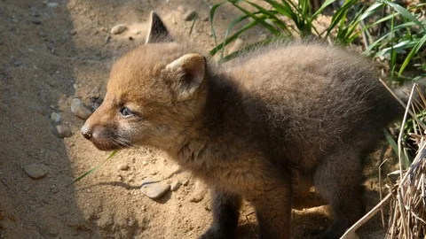 Red fox cub pooping, wildlife - vulpes v... | Stock Video | Pond5