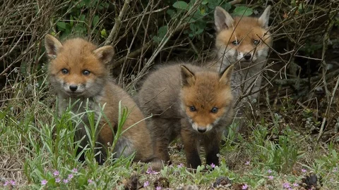 A Fox Playing Stock Videos – Royalty-Free HD & 4K Videos