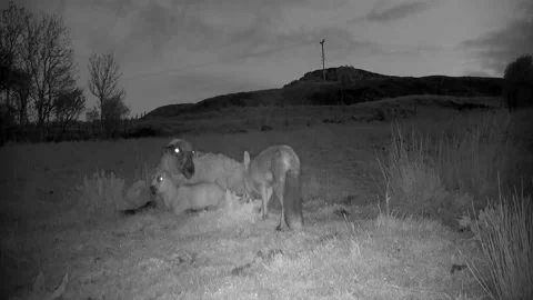 Eating Her P Stock Videos – Royalty-Free HD & 4K Videos | Pond5