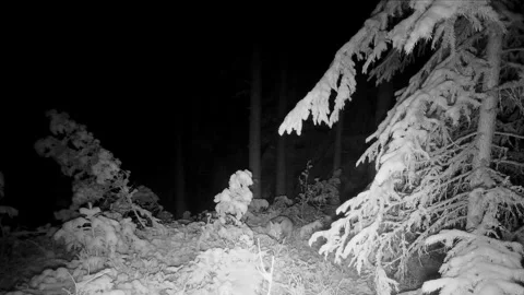 Red fox with glowing eyes sniffing aroun... | Stock Video | Pond5