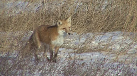 Foxes Hunting Stock Videos – Royalty-Free HD & 4K Videos