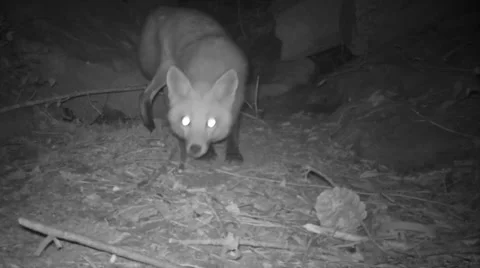 Fox Hunting Stock Videos – Royalty-Free HD & 4K Videos | Pond5