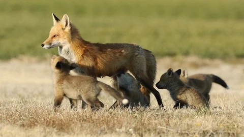 Red Nurse Stock Videos – Royalty-Free HD & 4K Videos