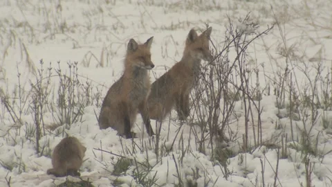 Female Fox Stock Video Footage | Royalty Free Female Fox Videos | Pond5