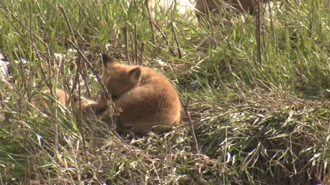 Red Fox Pups Family of Foxes Playing Fig... | Stock Video | Pond5