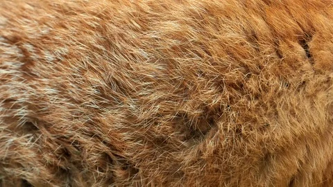 Wind Blowing Hair Stock Footage ~ Royalty Free Stock Videos | Pond5