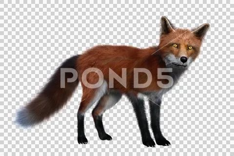 Red Fox standing 3D render isolated on transparent background: Graphic ...