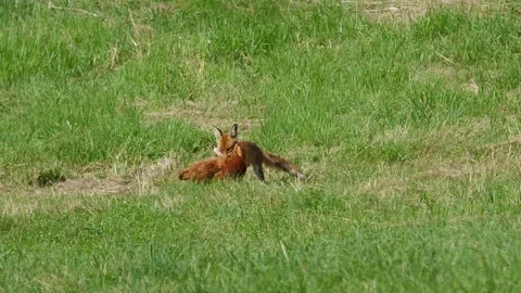 Dragging On Stock Videos – Royalty-Free HD & 4K Videos