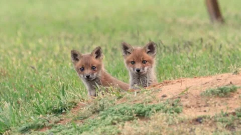 Red Clip Stock Videos – Royalty-Free HD & 4K Videos