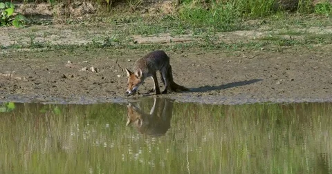 Red fox (vulpes vulpes) drinking at the ... | Stock Video | Pond5