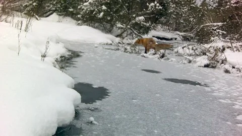 Red fox (Vulpes vulpes) marking its terr... | Stock Video | Pond5