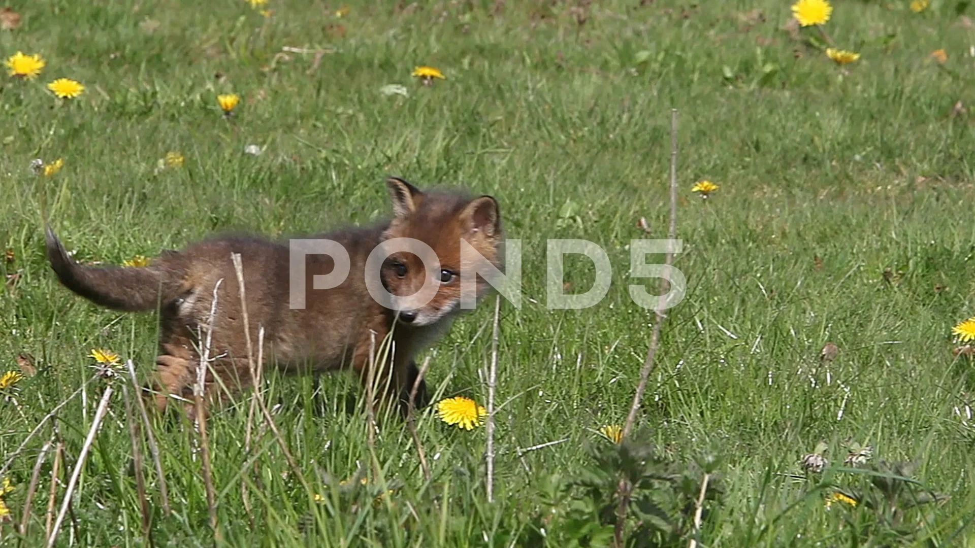 Vulpes Vulpes Pups