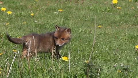 Foxes In Flowers Stock Videos – Royalty-Free HD & 4K Videos