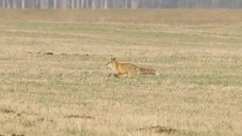 Red fox wild animal running in a field i... | Stock Video | Pond5