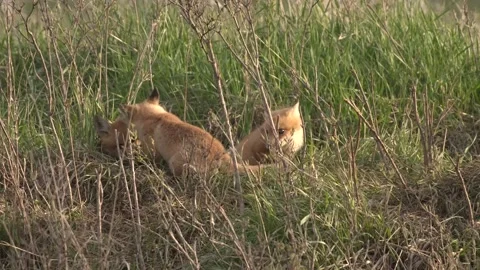 Foxes Stock Video Footage | Royalty Free Foxes Videos | Pond5