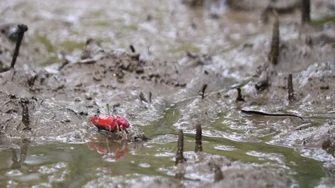 Swamp On Forest Stock Videos – Royalty-Free HD & 4K Videos | Pond5