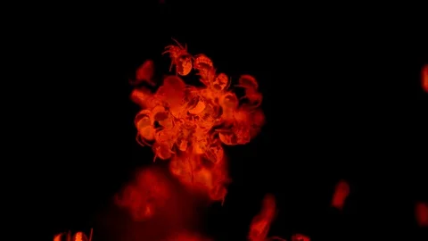Red glowing spider nest on black, abstra... | Stock Video | Pond5