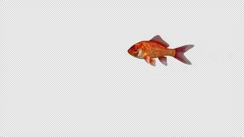 Realistic Goldfish Stock Footage ~ Royalty Free Stock Videos | Pond5