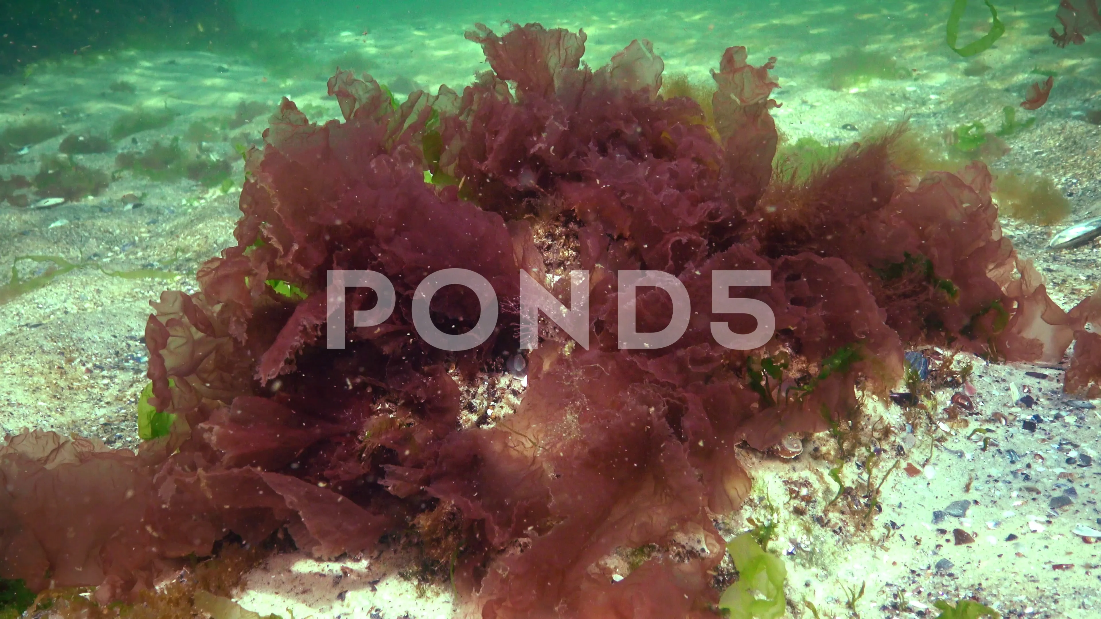 Ocean Red Algae