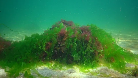 Red, green and brown algae on the seabed... | Stock Video | Pond5
