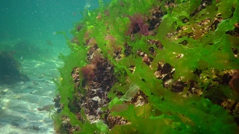 Red, green and brown algae on the seabed... | Stock Video | Pond5
