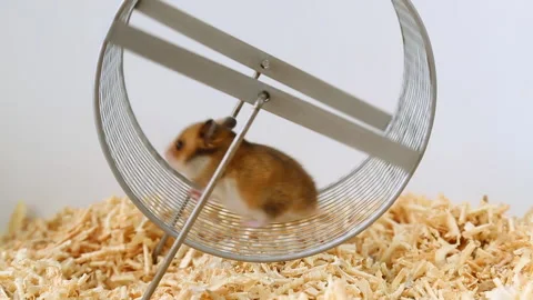 Rat Wheel Stock Footage ~ Royalty Free Stock Videos | Pond5