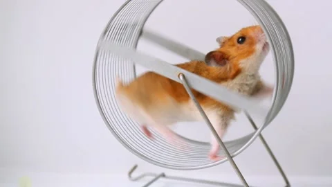 Hamster Stock Videos – Royalty-Free HD & 4K Videos