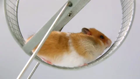 red hamster is endlessly running on a wh... | Stock Video | Pond5