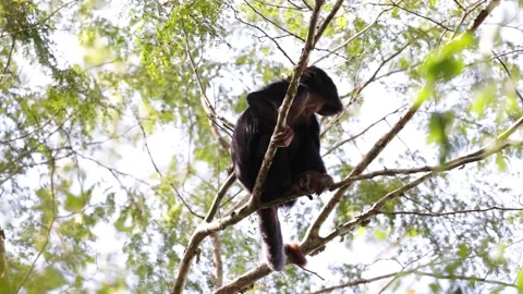 Red-handed Howler Monkey looking around ... | Stock Video | Pond5