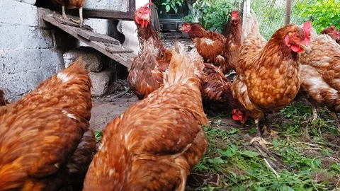 Red hens in an old rustic barn are looki... | Stock Video | Pond5