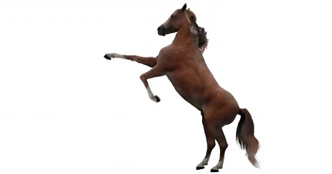 Red horse rearing. Animal isolated and i... | Stock Video | Pond5