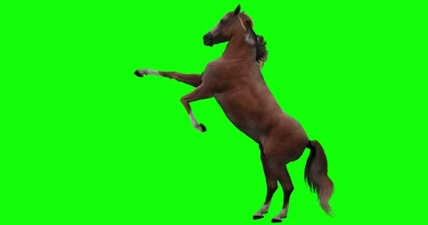 Red horse rearing. Isolated animation. G... | Stock Video | Pond5