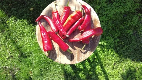 Video Hot Cilies Stock Videos – Royalty-Free HD & 4K Videos