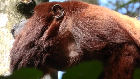 Monkey Side Profile Stock Videos – Royalty-Free HD & 4K Videos