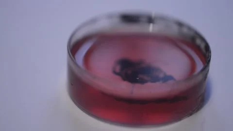 red human blood sample on a medical scie... | Stock Video | Pond5