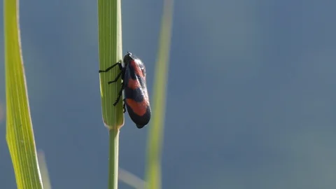 Red insect excreting poop on a leaf stem... | Stock Video | Pond5