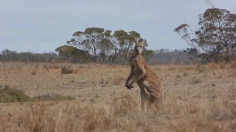 Red Kangaroo Buck Alarmed Running Fleein... | Stock Video | Pond5