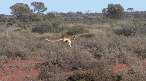 Red Kangaroo jumping through bush in out... | Stock Video | Pond5