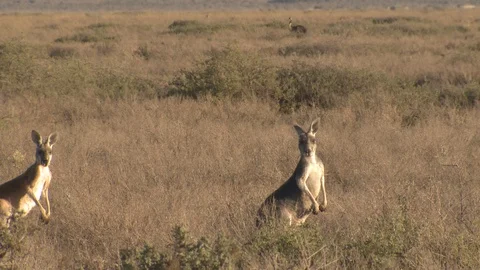Red Kangaroo Stock Video Footage | Royalty Free Red Kangaroo Videos | Pond5