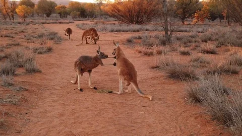 Red kangaroos fighting | Stock Video | Pond5