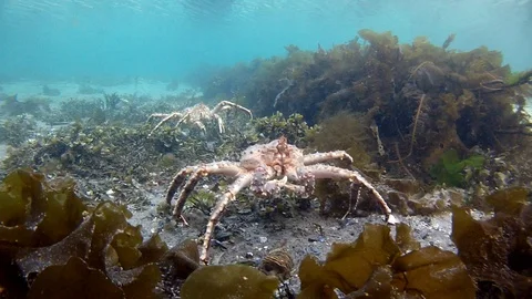 King About The Stock Videos – Royalty-Free HD & 4K Videos | Pond5