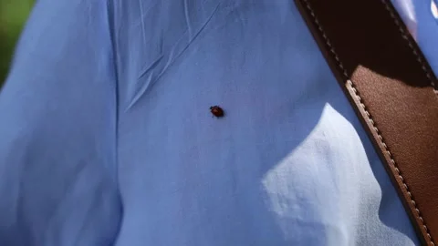 red ladybug on clothes. A flawless red l... | Stock Video | Pond5