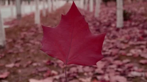 Red Shaking Stock Video Footage | Royalty Free Red Shaking Videos | Page 9