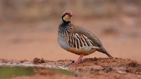 Partridge Stock Videos – Royalty-Free HD & 4K Videos