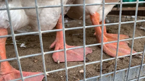 Red legs of a caged goose behind a metal... | Stock Video | Pond5